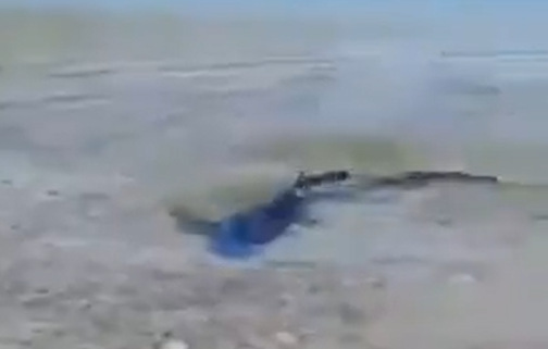 Adriatic Sea Sharks
