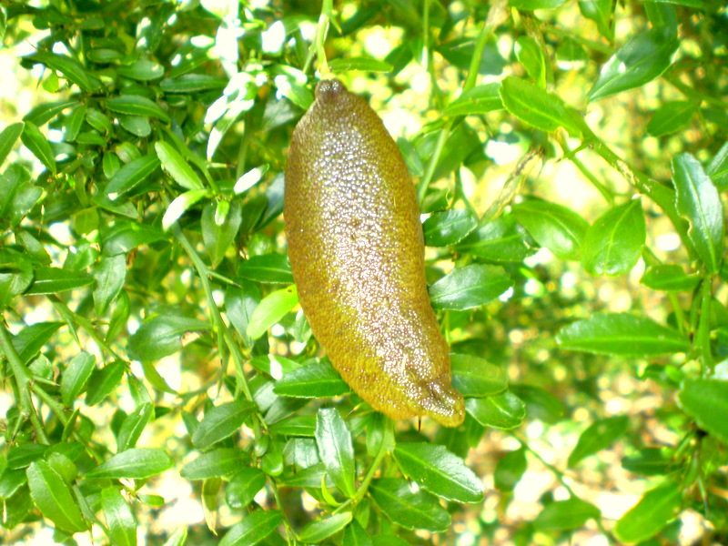 The most expensive lemon in the world is grown in Albania - Free Press