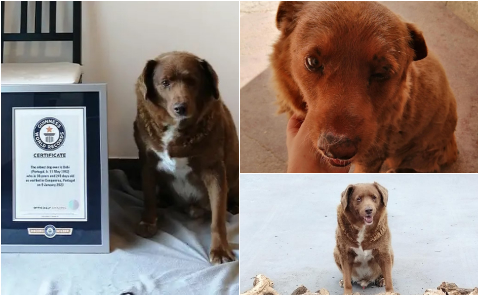 PHOTO | He was 31 years old: Bobby, the oldest dog in the world, died ...