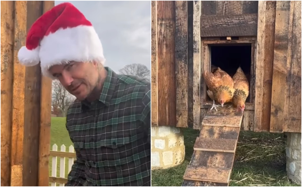VIDEO | Happy with chickens: David Beckham received an unusual ...