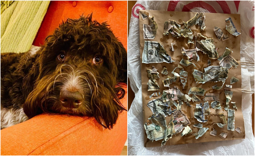VIDEO | The dog ate their entire savings: 4.000 dollars chewed into the ...